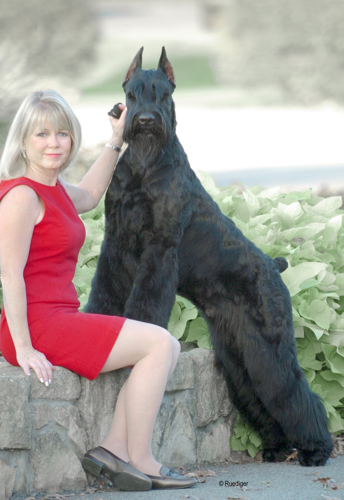 Large, medium/low energy, low maintenance companion dogs for apartment ...