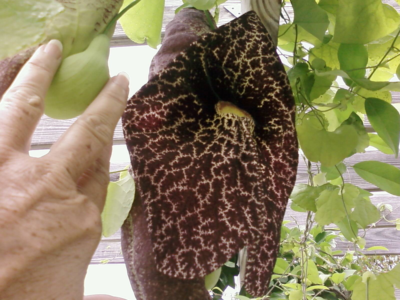 A Florida Journal: Dutchman's Pipe