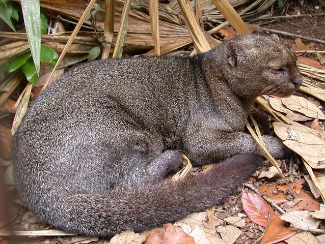 Felinos: jaguarundi