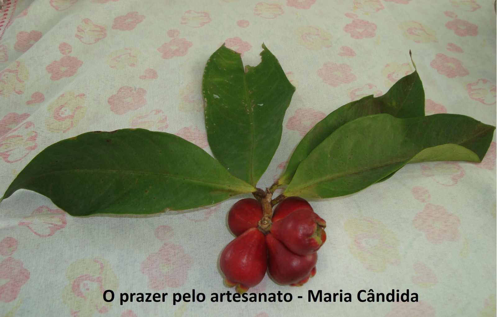 A linda cor do jambo