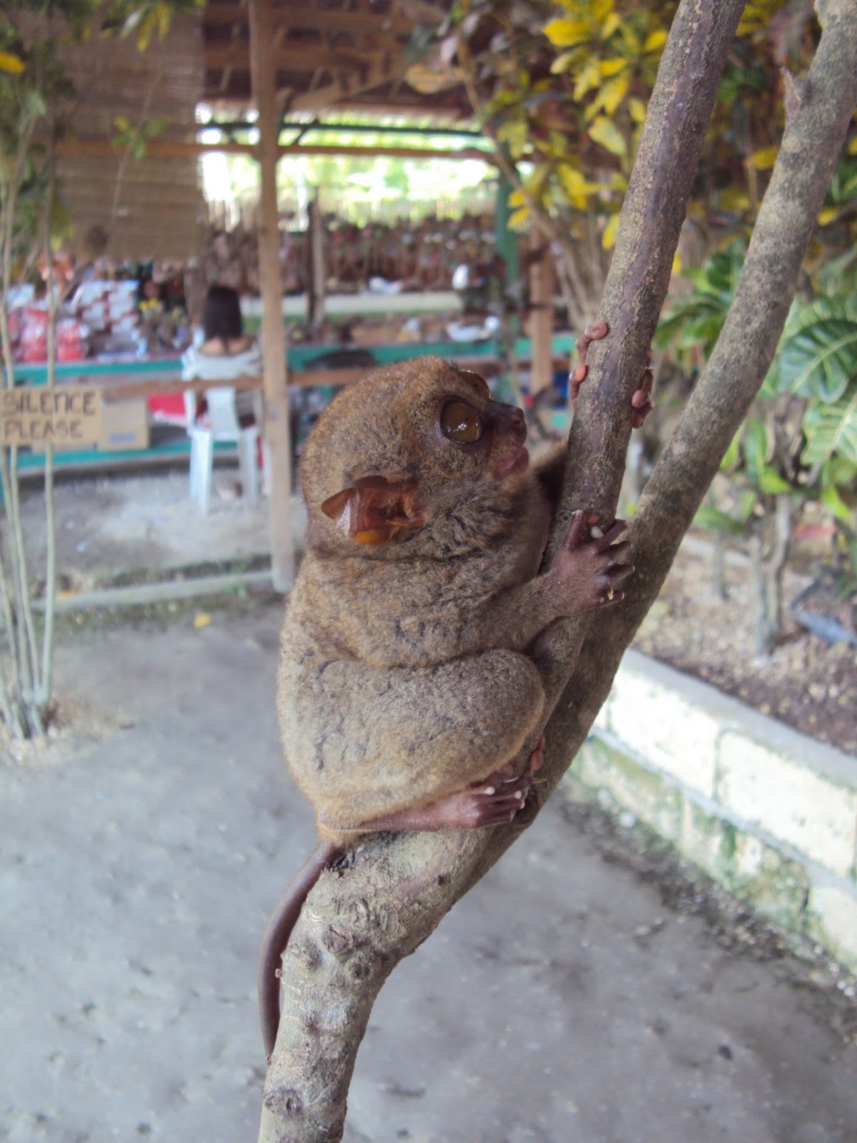 Pinoy Roadtrip: Up Close and Personal with the Tarsiers of Bohol