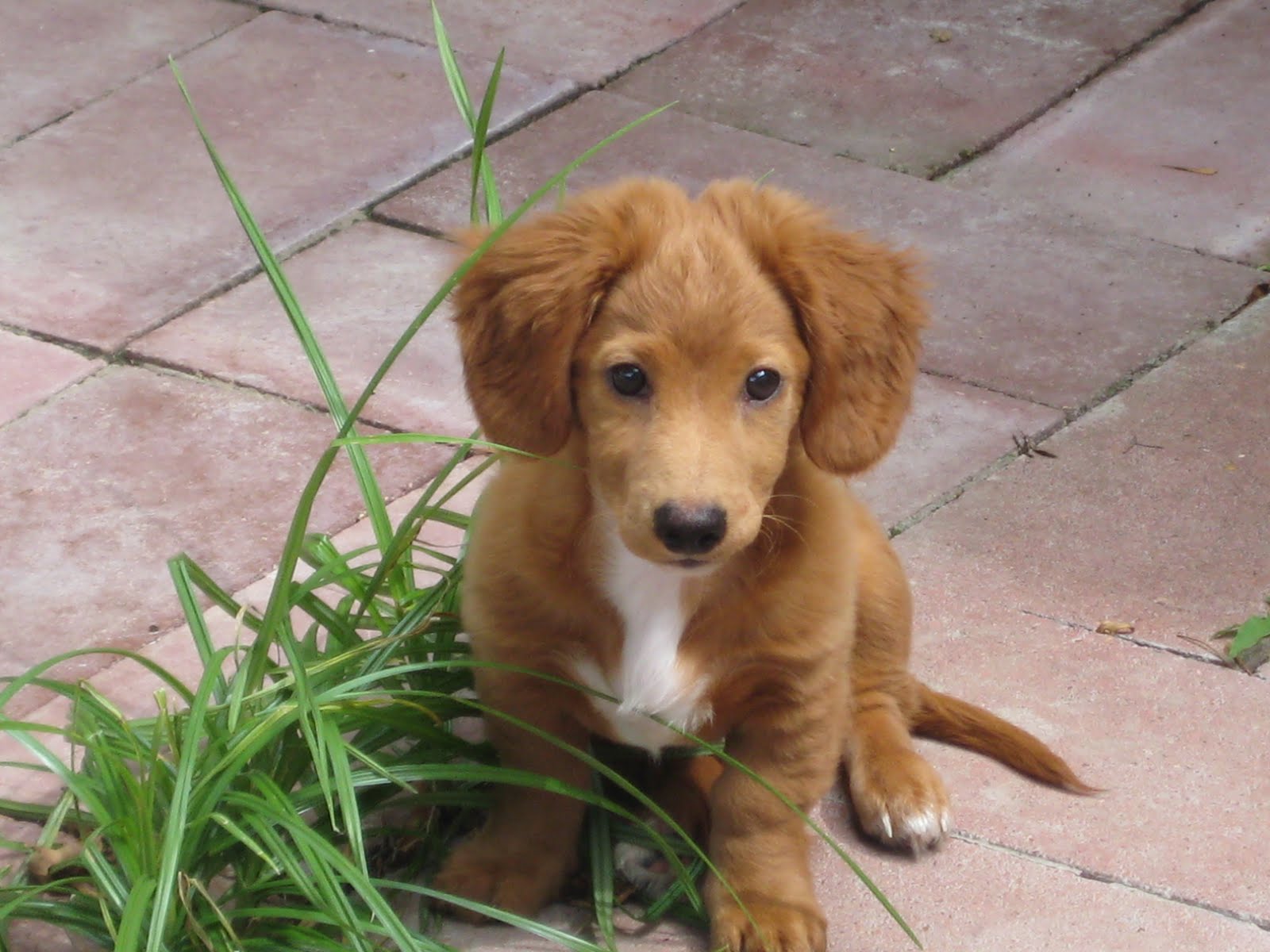 Bella Vita Pet: Pup of the Week: Jack Weenie