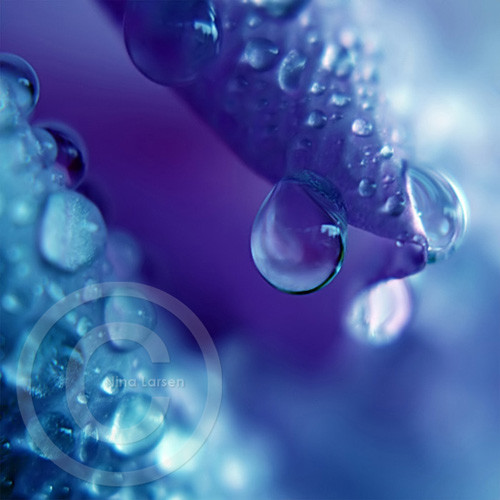 15+ Wallpaper Bunga Embun - Gambar Bunga Indah