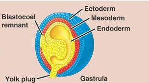 Human Physiology: September 2010