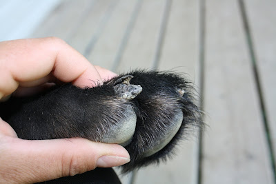 BlackSchutzhundShepherds: The Horrors of SLO - Symmetrical Lupoid ...