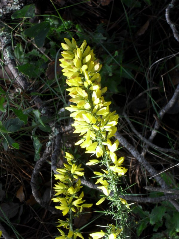 BLOGUEDOREIS: DOMINGO DE FLORES: tojo