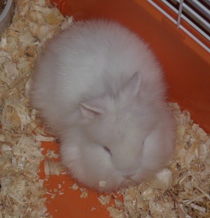 Venusity: Annette Edwards, Jessica Rabbit, Playboy Bunnies and Poof