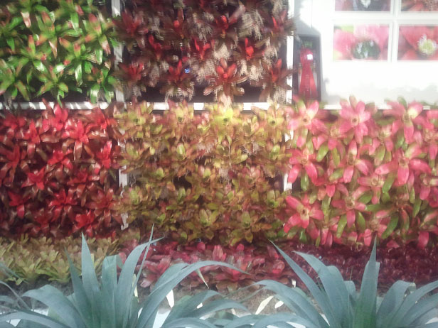 Jim Long's Garden: Walls and Walls of Plants