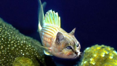 El «Top 20» de los animales más raros del Planeta - Curiosatorio