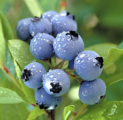 LA "B" + AZUL: ¡¡BERRIES!!...O MORA AZUL