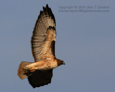 Birds Of The Texas Panhandle: Red Tailed Hawk