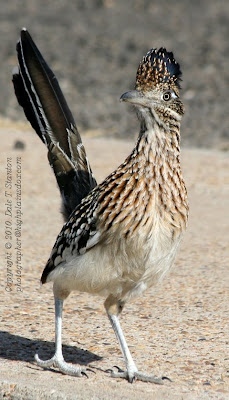 Birds Of The Texas Panhandle: Roadrunner