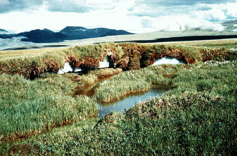 EL CUADERNILLO DE SOCIALES DE 1º ...: 06. Taller 08. El clima polar