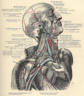 Macro Bio Student UMMY Solok: Urat Saraf Manusia,Sakit Bahu Beku ...