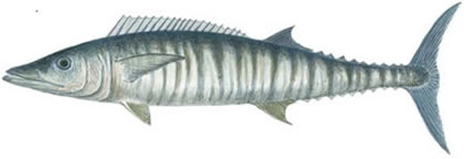 Fish Identification: Wahoo (Acanthocybium solandri)