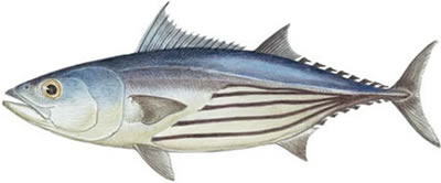 Fish Identification: Skipjack Tuna (Katsuwonus pelamis)