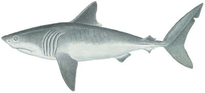 Fish Identification: Porbeagle Shark (Lamna nasus)