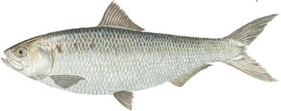 Fish Identification: American Shad (Alosa sapidissima)