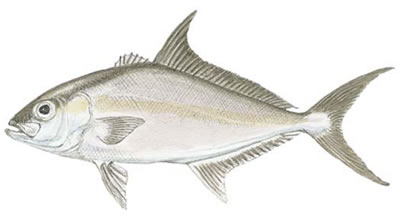 Fish Identification: Almaco Jack (Seriola rivoliana)