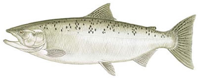 Fish Identification: Chinook Salmon (Oncorhynchus tshawytscha)