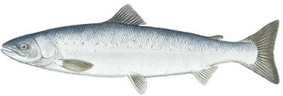 Fish Identification: Atlantic Salmon (Salmo salar)