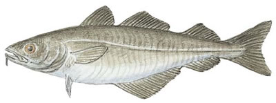 Fish Identification: Pollock (Pollachius virens)