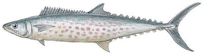 Fish Identification: Pacific Sierra Mackerel (Scomberomorus sierra)