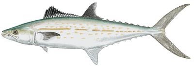 Fish Identification: Cero Mackerel (Scomberomorus regalis)