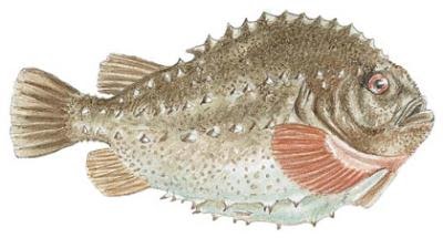 Fish Identification: Lumpfish (Cyclopterus lumpus)