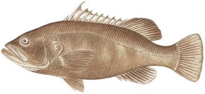 Fish Identification: Warsaw Grouper (Epinephelus nigritus)