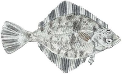 Fish Identification: Starry Flounder (Platichthys stellatus)