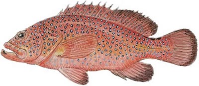 Fish Identification: Coney (Cephalopholis fulva)