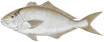 Fish Identification: Lesser Amberjack (Seriola fasciata)