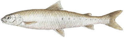 Fish Identification: Round Whitefish (Prosopium cylindraceum)