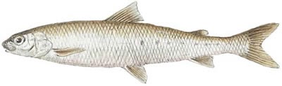 Fish Identification: Round Whitefish (Prosopium cylindraceum)