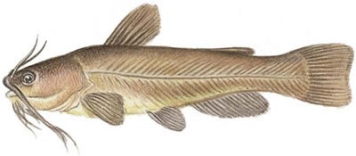 Fish Identification: Black Bullhead (Ameiurus melas)