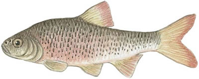 Fish Identification: Striped Shiner (Luxilus chrysocephalus)