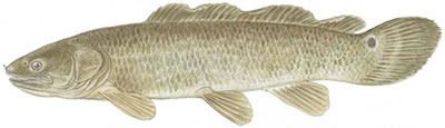 Fish Identification: Bowfin (Amia calva)