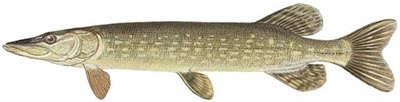 Fish Identification: Northern Pike (Esox lucius)