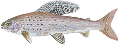 Fish Identification: Arctic Grayling (Thymallus arcticus)
