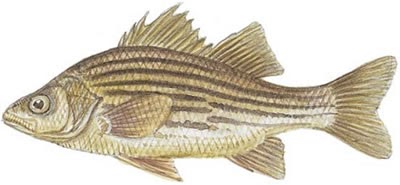 Fish Identification: Yellow Bass (Morone mississippiensis)