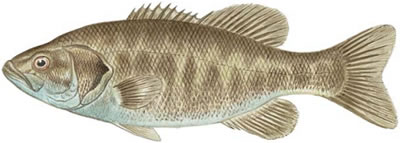 Fish Identification: Suwannee Bass (Micropterus notius)