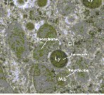 INVESTIMENTOS DA VIDA: Organóides Relacionados a Defesa Celular