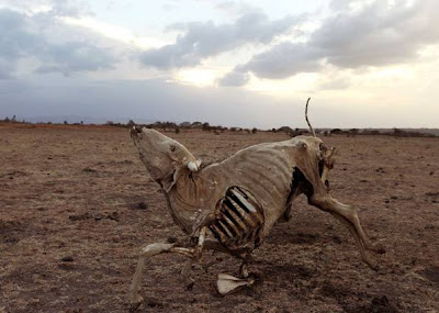 Mundo Animal: Carcaças