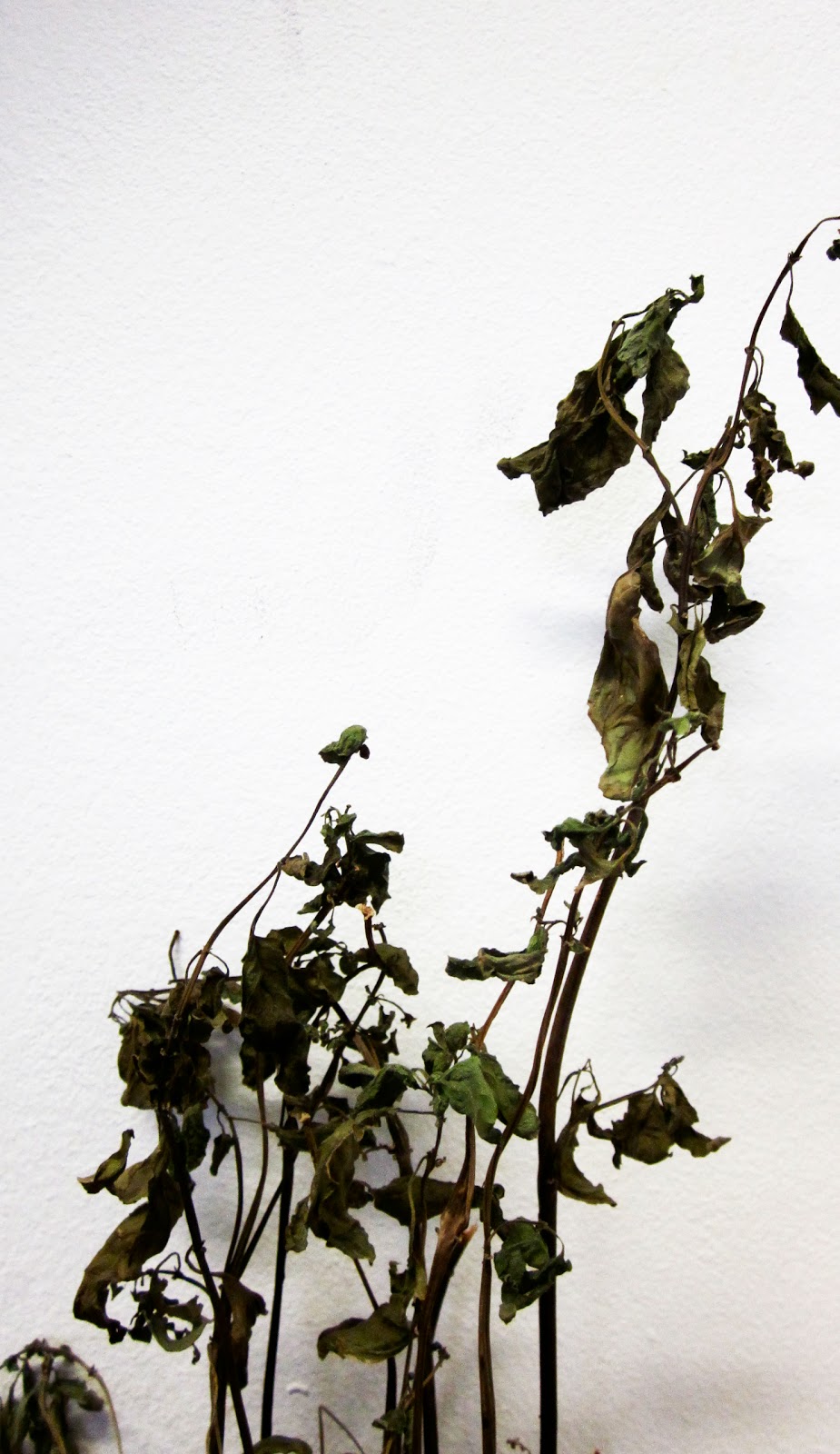 1073986190 Online Portfolio: Photographic study - section of ...