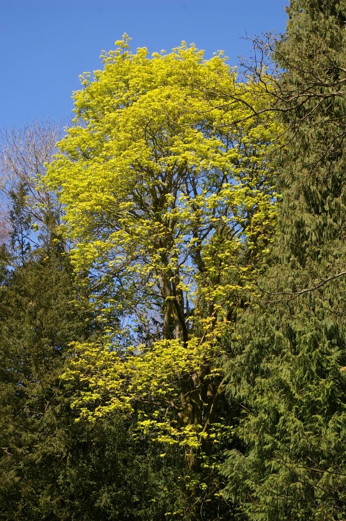 John Grimshaw's Garden Diary: Golden Sycamore