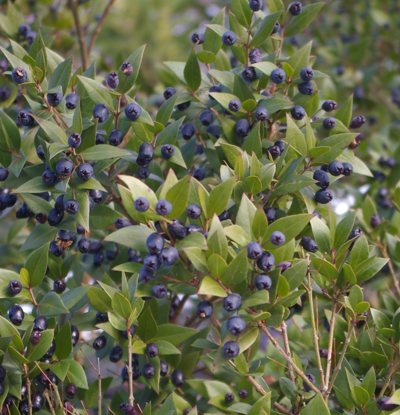 John Grimshaw's Garden Diary: Stocking fillers