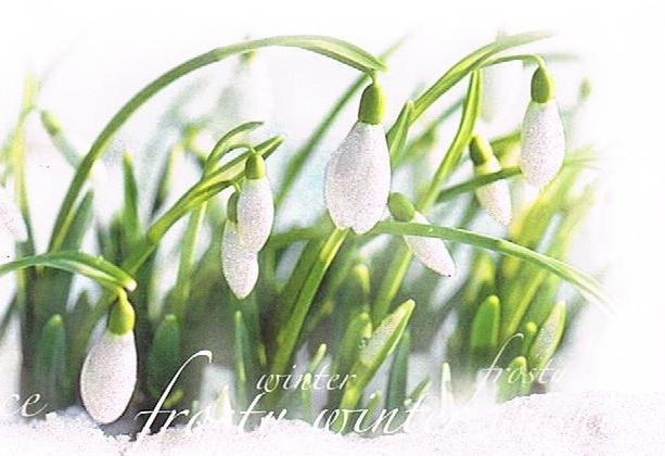 John Grimshaw's Garden Diary: Snowdrop Christmas cards