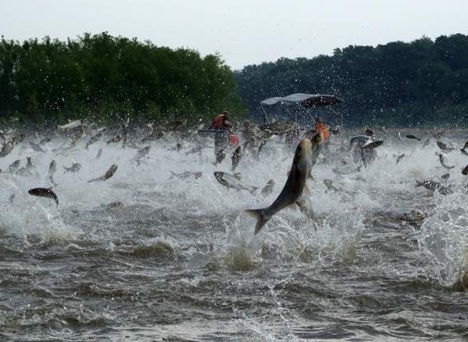 Article: "Asian carp as a delicacy? That's a notion that just might fly ...