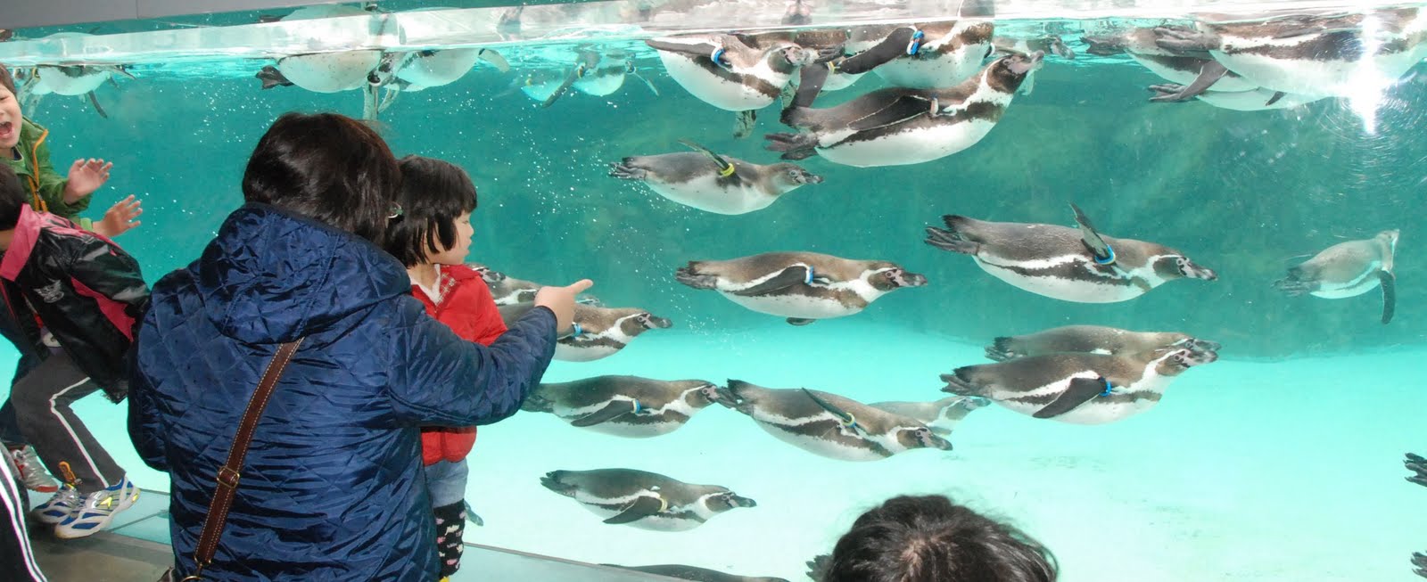 Zoo and Aquarium Design: Bigger is better: Penguin exhibit at the Sea ...